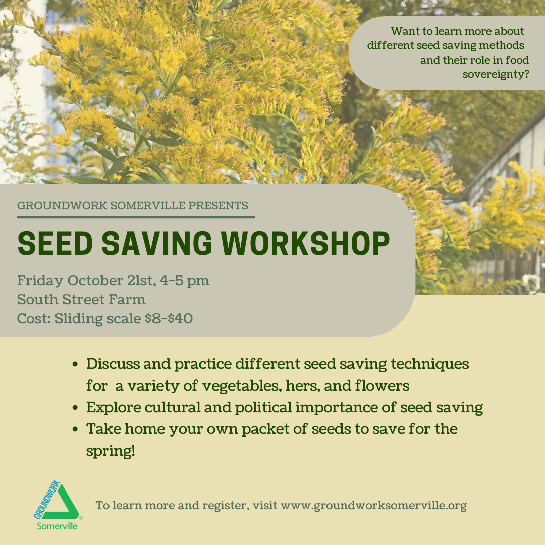 Seed Saving Workshop - Groundwork Somerville