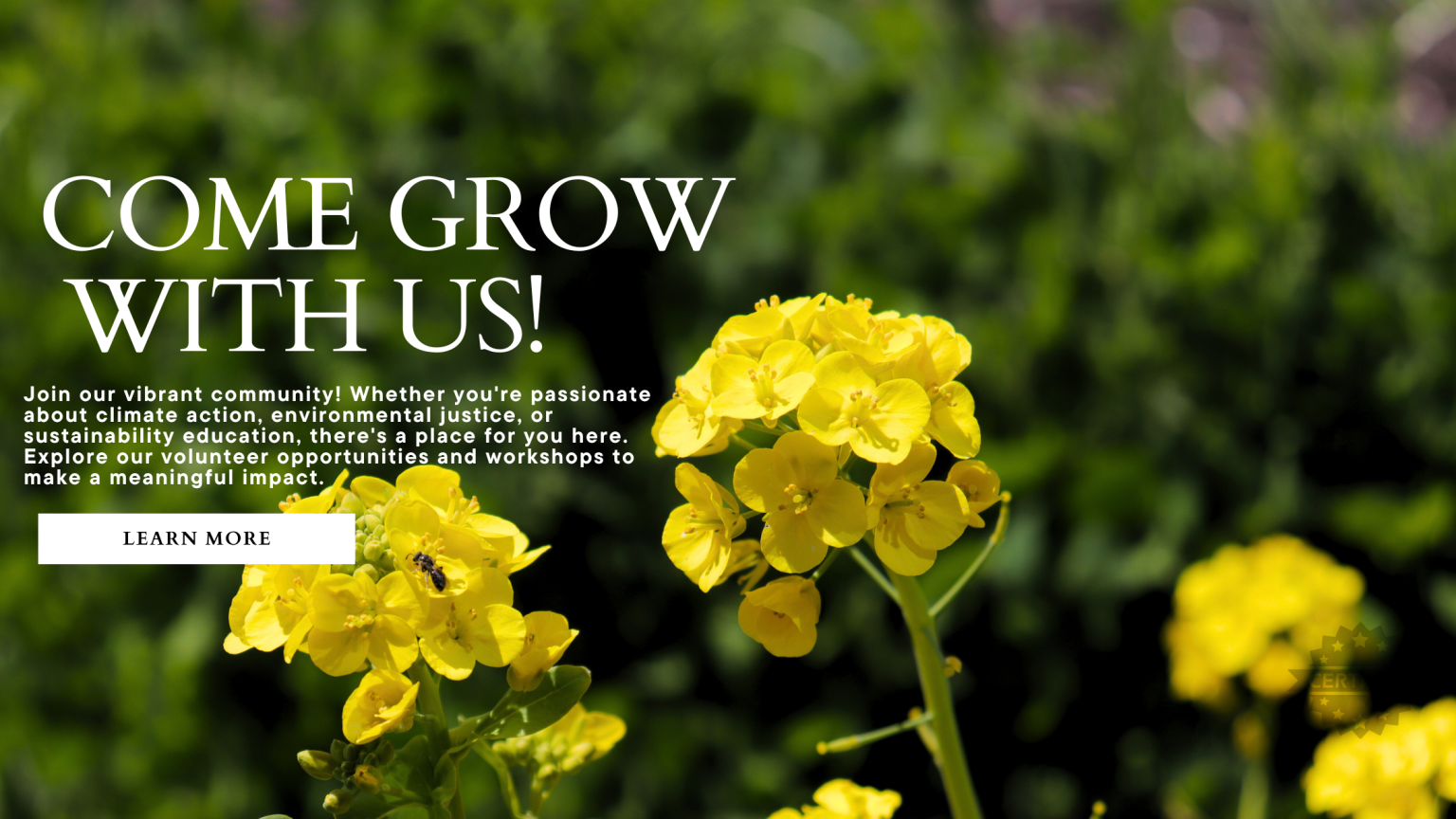 Groundwork Somerville - Groundwork Somerville