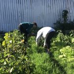 Volunteer - Groundwork Somerville