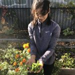 Volunteer - Groundwork Somerville