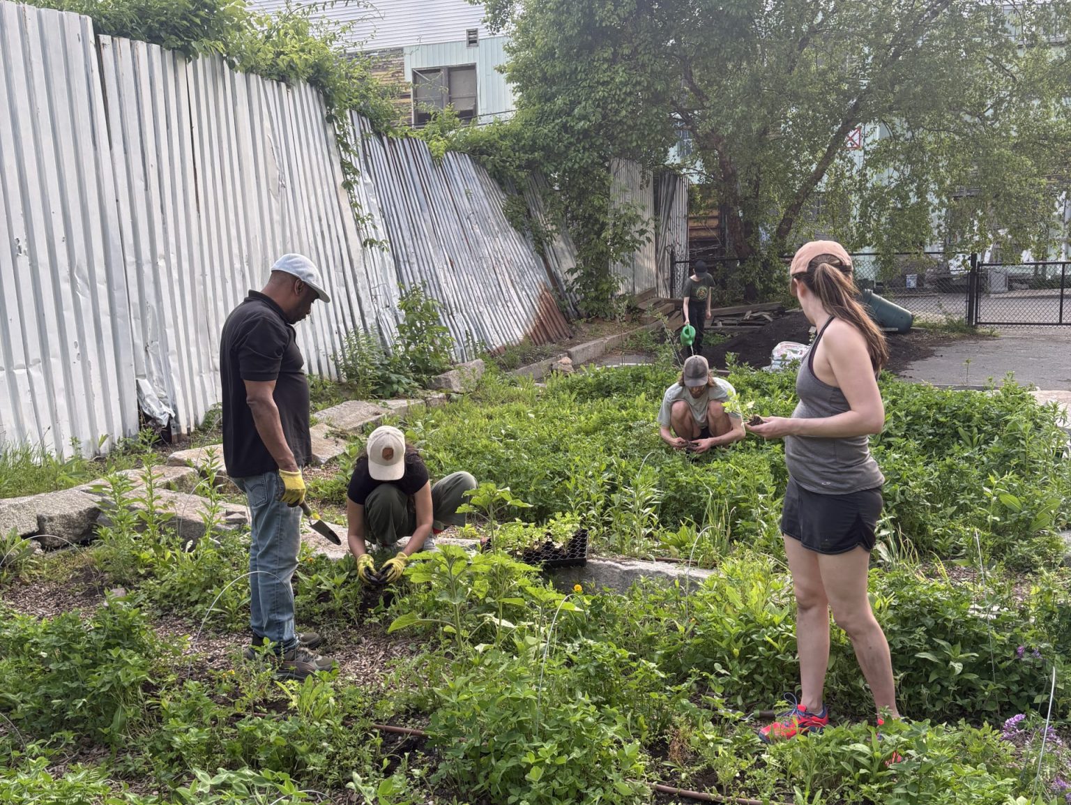 Volunteer - Groundwork Somerville