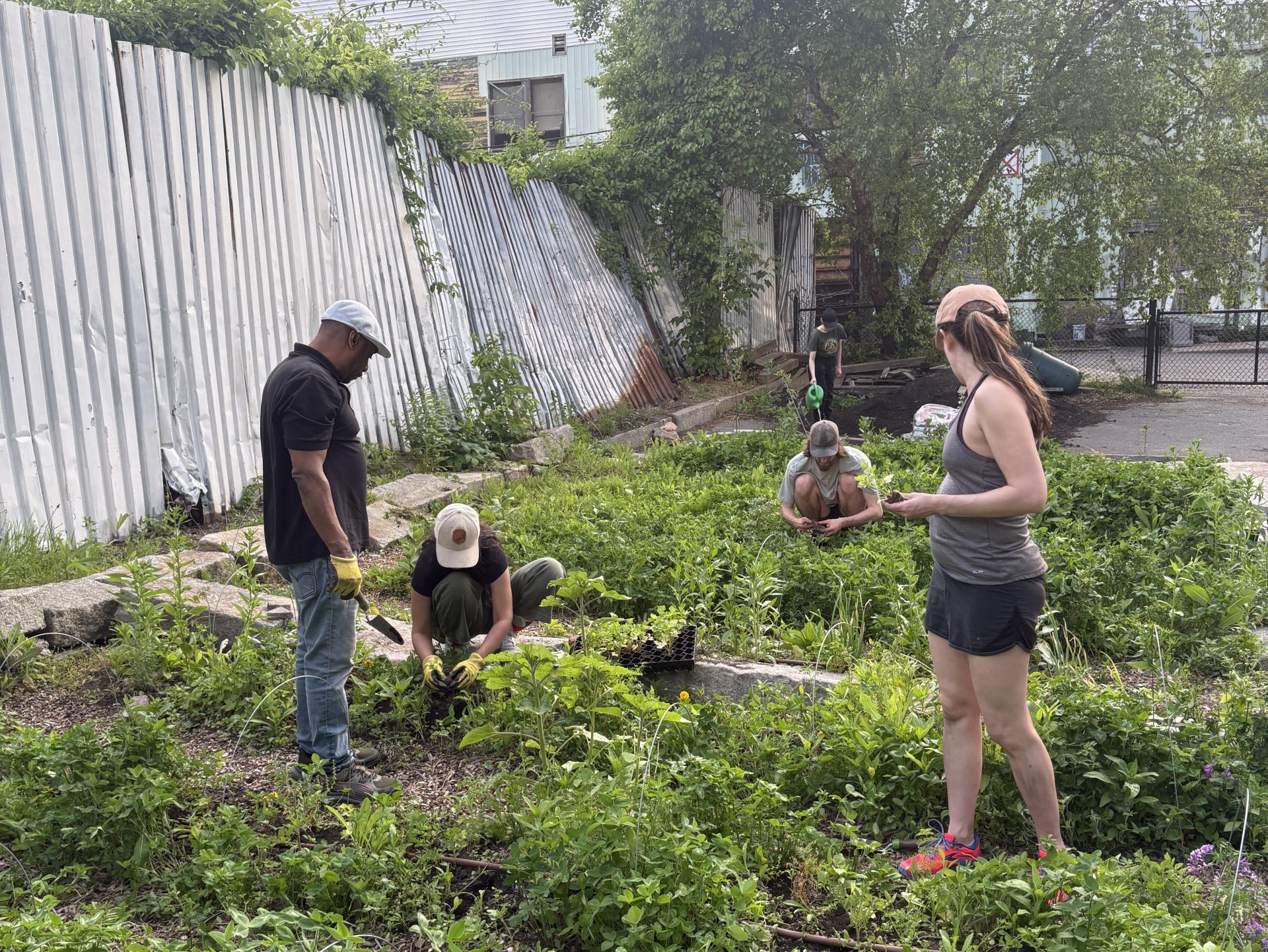 Volunteer - Groundwork Somerville